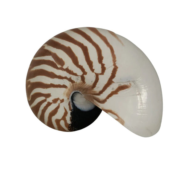 Nautilus Shell, Natural, large – Sweet Cinnamon