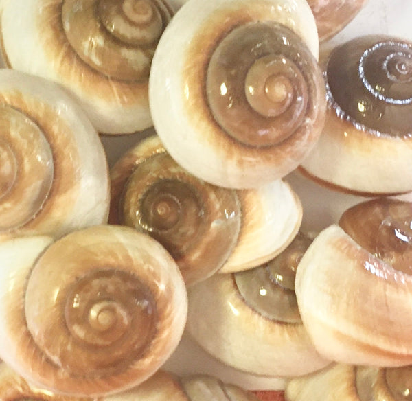 Giant land snail 10cm wide – Sweet Cinnamon