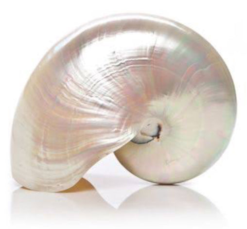 Polished Nautilus Shell 14 x 10 x 3cm ( 1 remaining in stock) – Sweet ...
